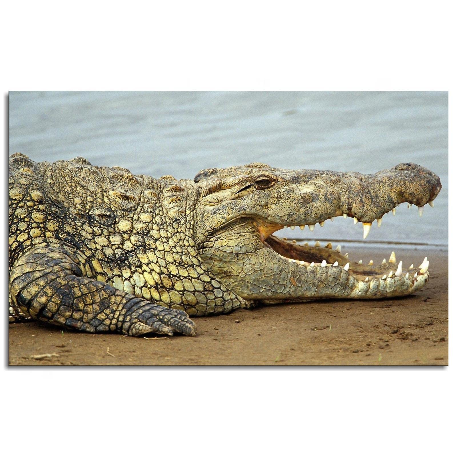 Nile Crocodile Size
