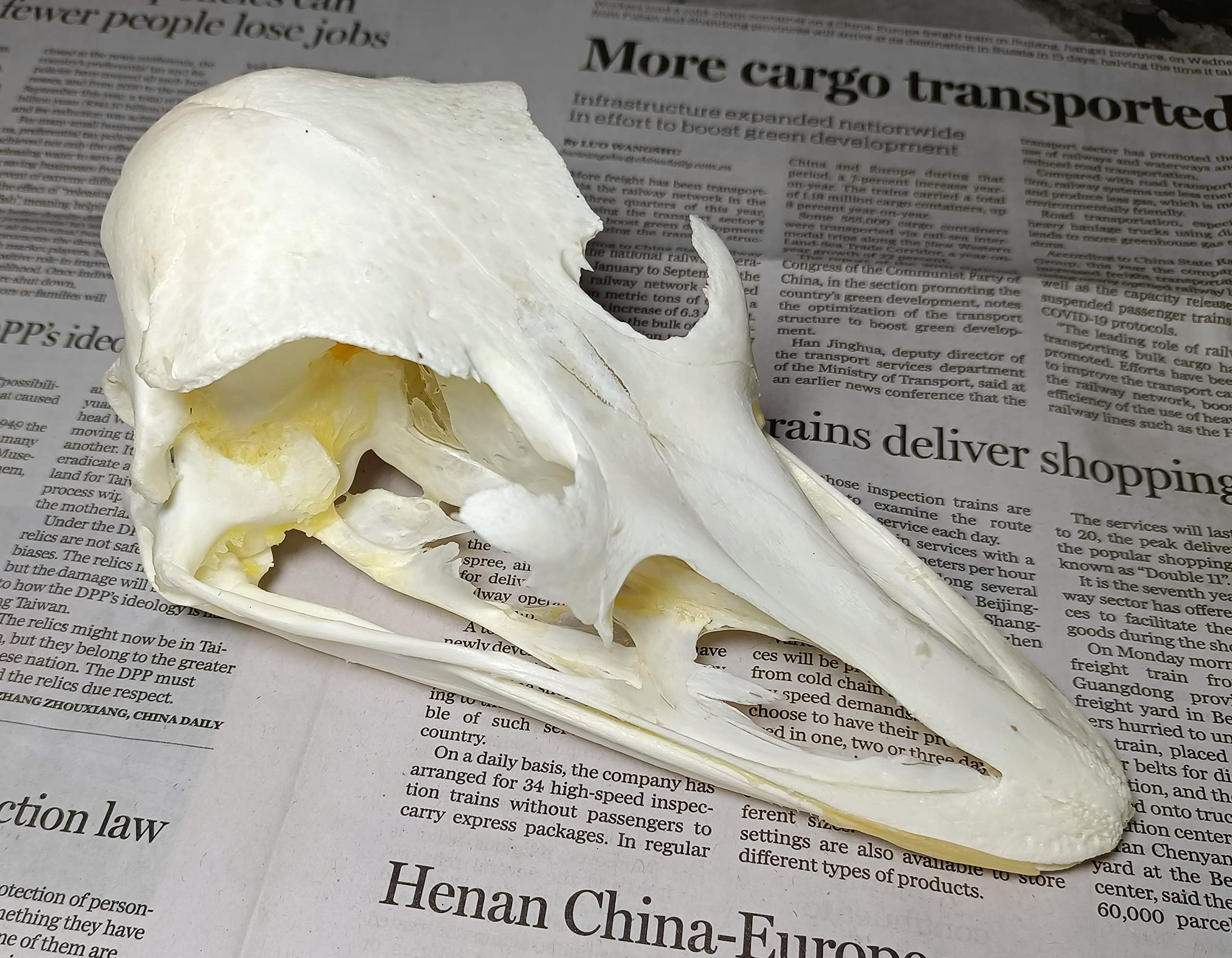 HOT 1/2/3/5/10 pcs Real Animal Skull Specimen Taxidermy Cleaned Skull ...