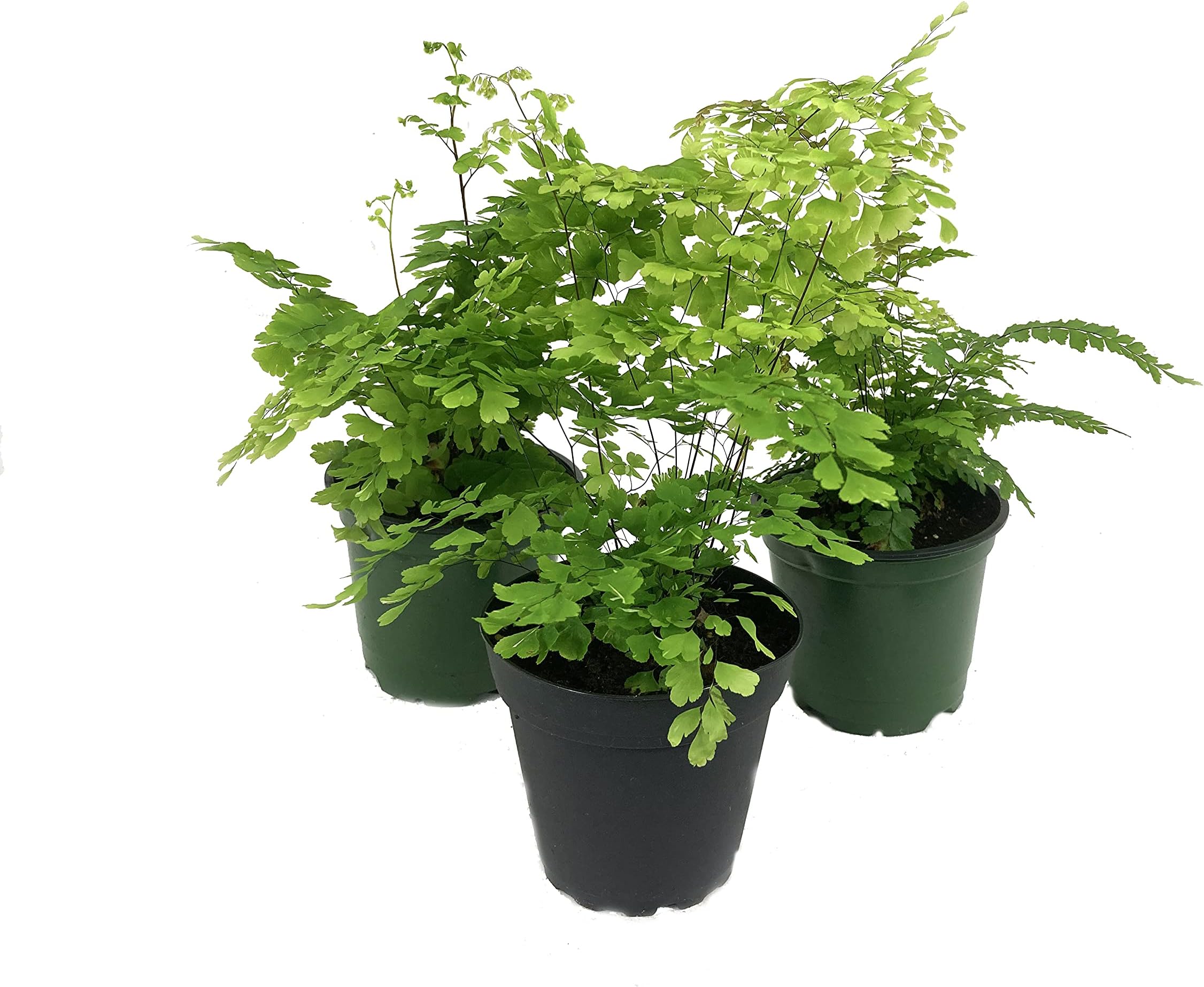 Amazon.com : Maidenhair Fern Assortment - 3 Live Plants in 4 Inch Pots ...