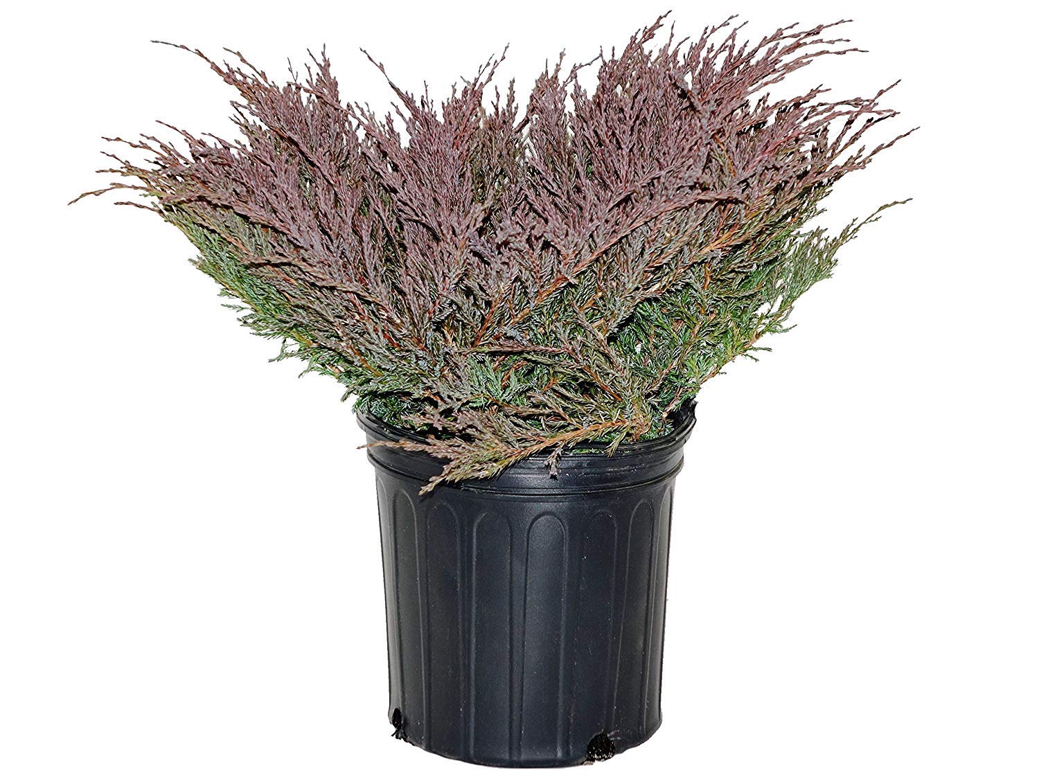 Juniper Andorra Youngstown Thetreefarmcom