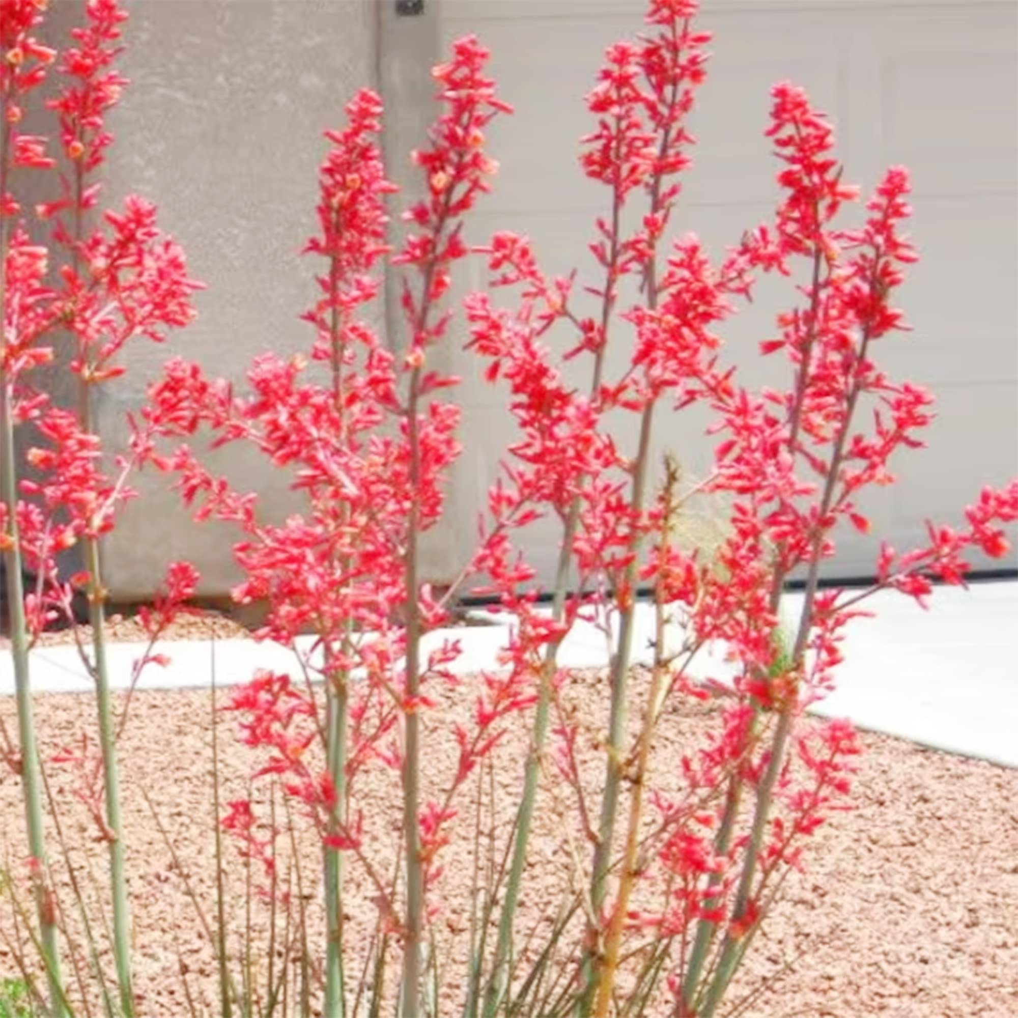 Amazon.com : QAUZUY GARDEN 20 Pcs Red Hummingbird Yucca (Redflower ...