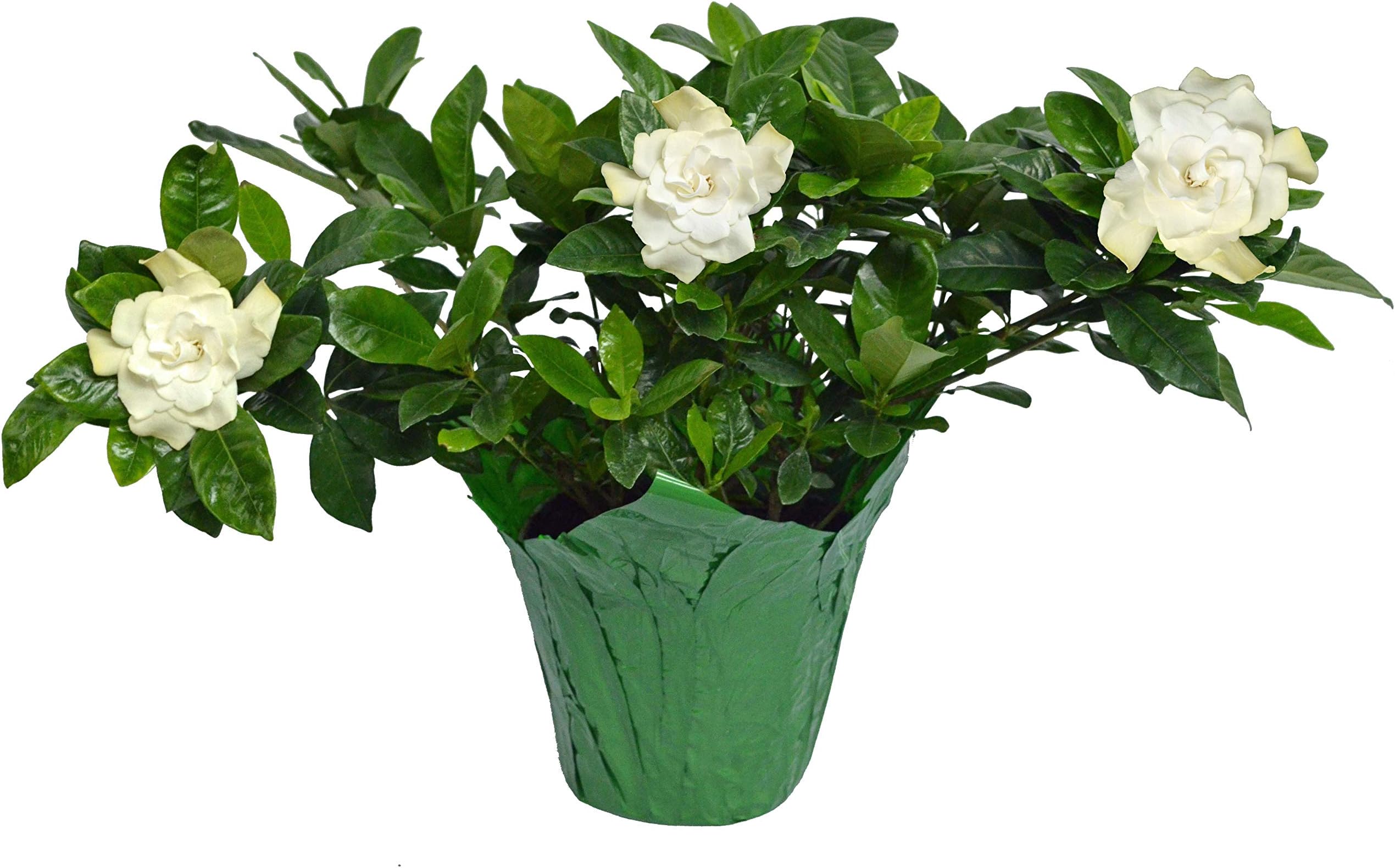 Amazon.com : Plants by Mail Scentamazing Gardenia (2 Gallon) Blooming ...