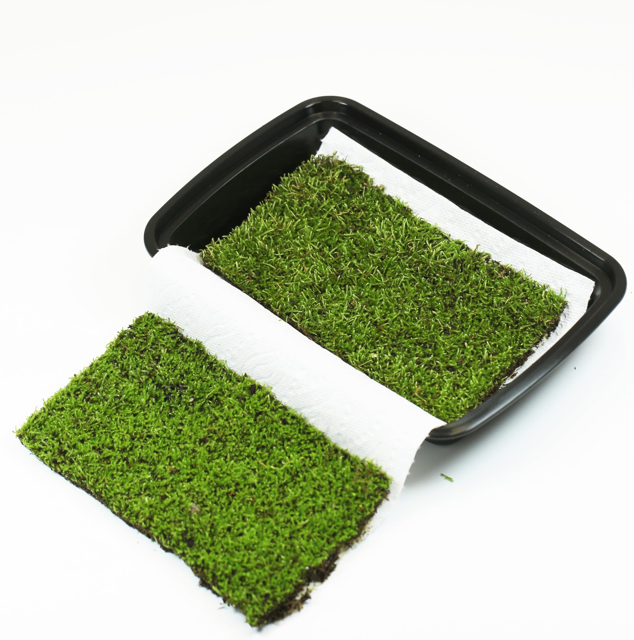 Amazon.com : Living Moss - Fresh Sheet Moss Perfect for Terrariums and ...
