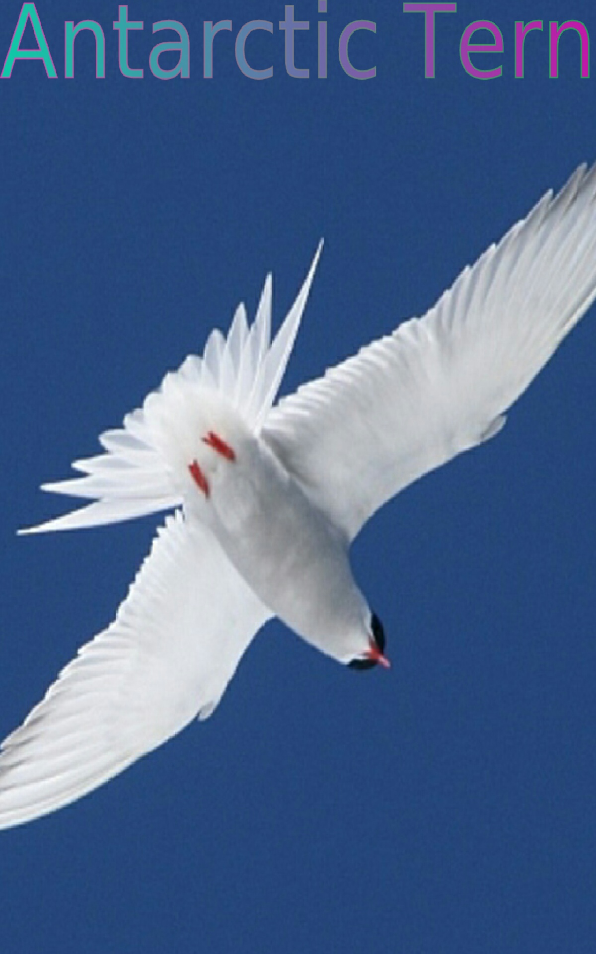 Wild Animals of Antarctica - App on Amazon Appstore