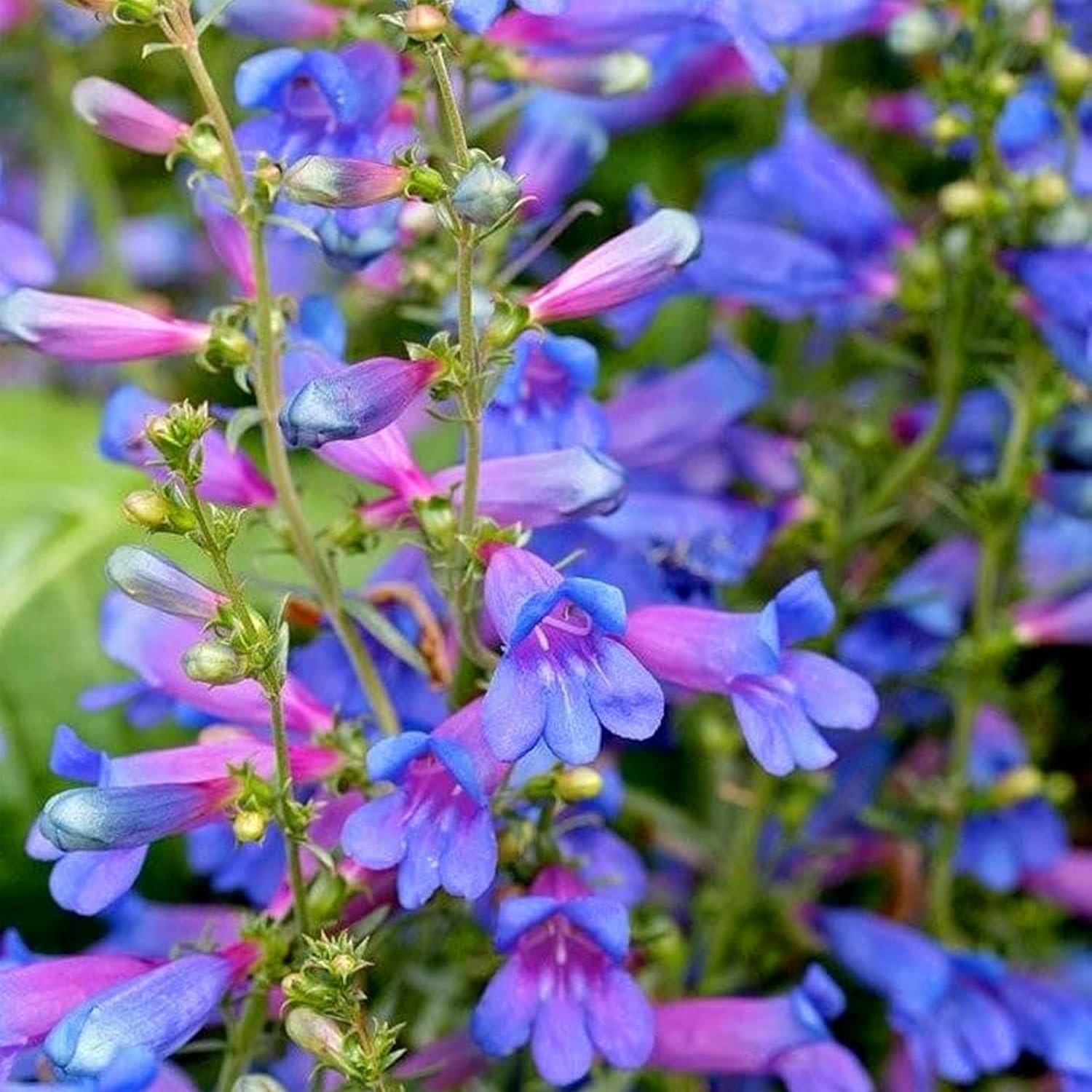 Amazon.com : KVITER 20 Blue Beardtongue Seeds (Penstemon Spectabilis ...
