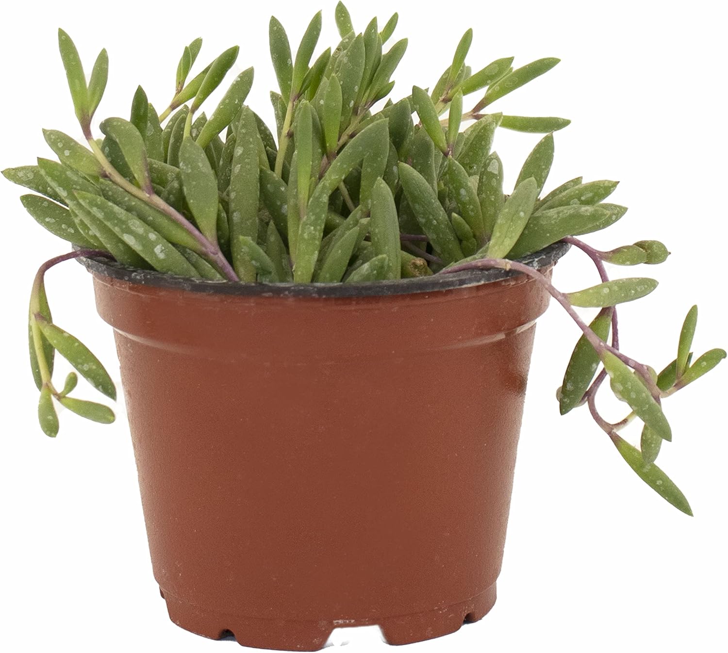 Amazon.com : Shop Succulents | Trailing Collection | Ruby Necklace ...