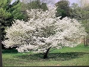 Amazon.com : Princess White Dogwood Tree 2-3 ft Bareroot Live Tree ...
