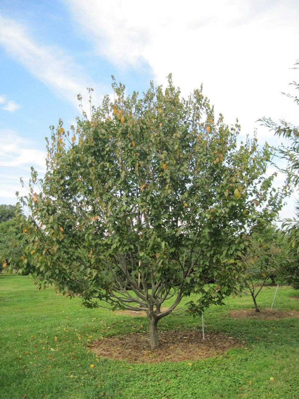 Amazon.com : American Hornbeam Tree Ironwood Blue-Beech Musclewood 1 ...