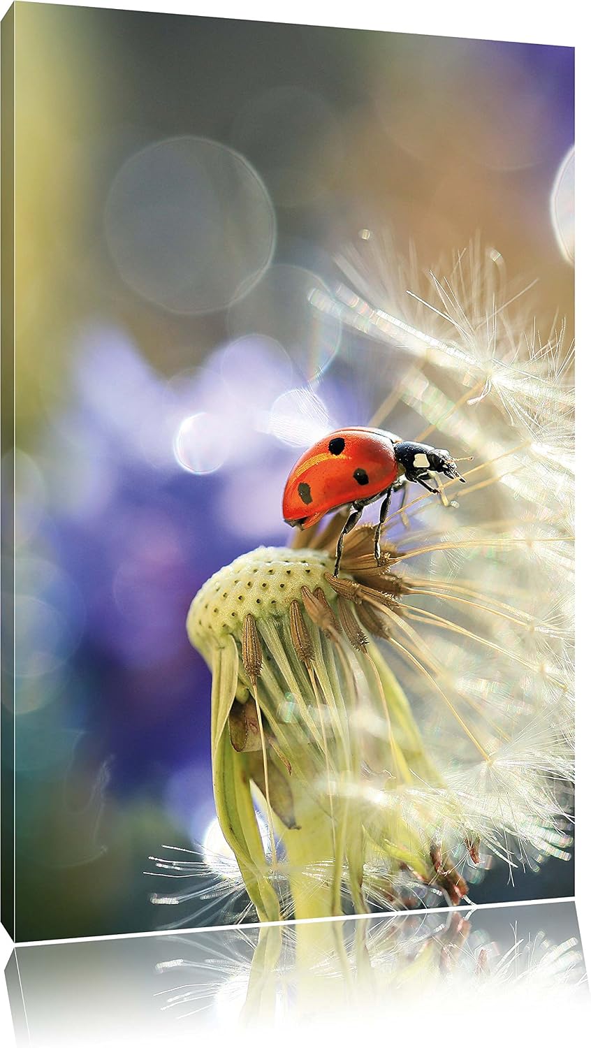 Amazon.de: Pixxprint Marienkäfer auf Pusteblume, Größe: 60x40cm ...
