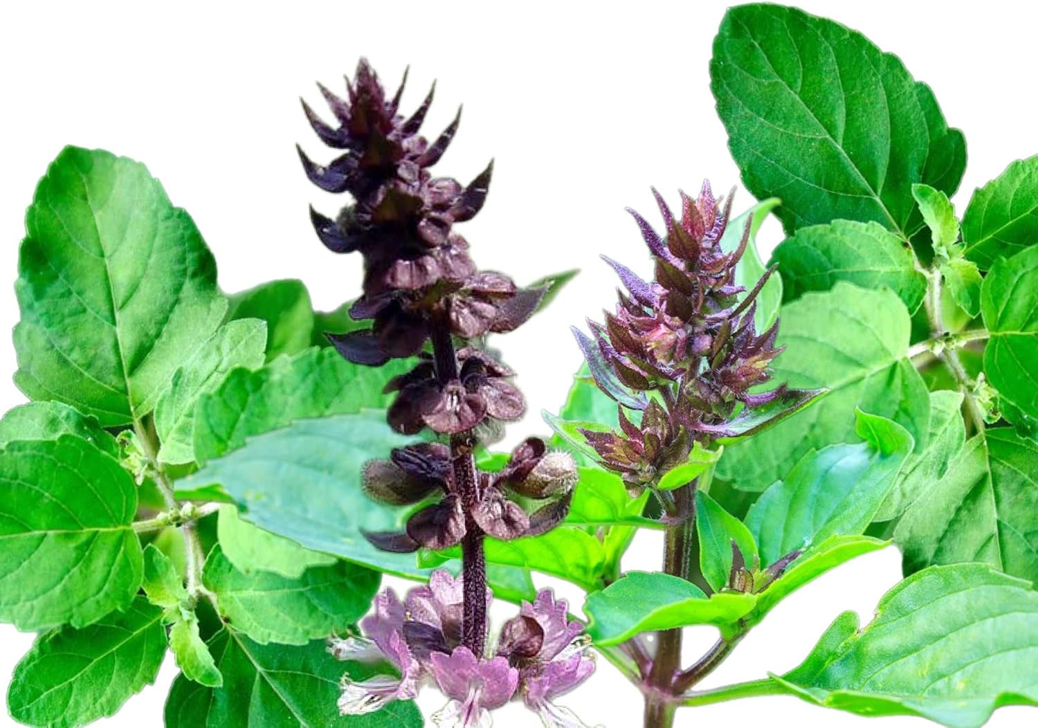 Amazon.com : Basil Seeds Non GMO, Basil Herbs, Seed Packet 1,200 Seeds ...