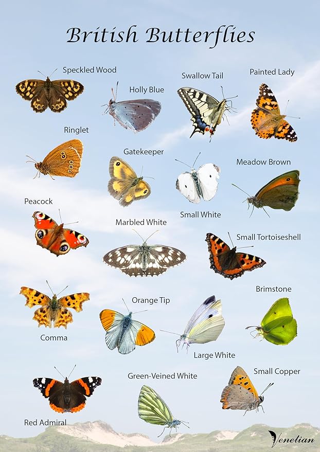 Venetian British Butterflies Poster : Amazon.co.uk: Home & Kitchen