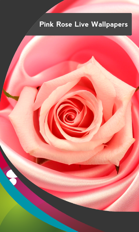 Roses Dual Monitor
