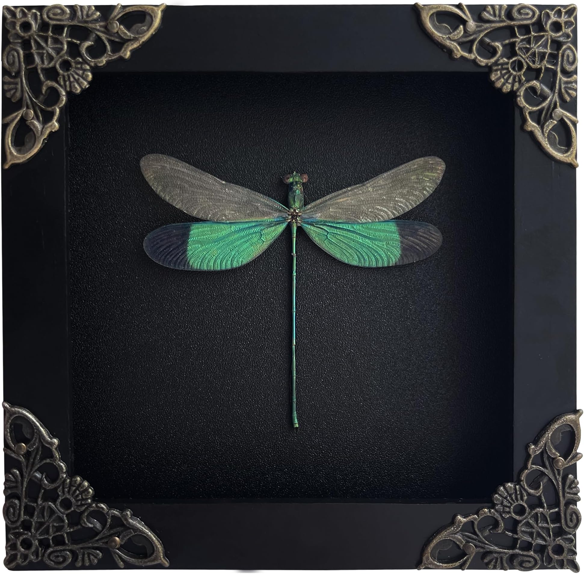 Amazon.com: Real Clear Wings Dragonfly Framed Insect Dried Bug Dead ...