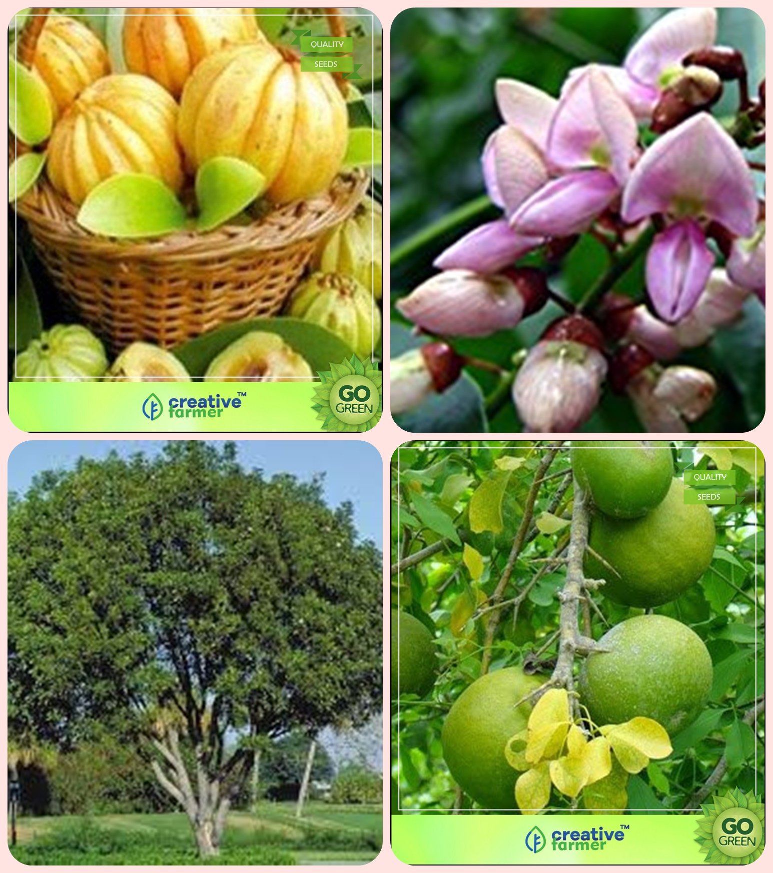 Buy Creative Farmer Tree Seeds Of India Malabar Tamarind,Pongamia ...