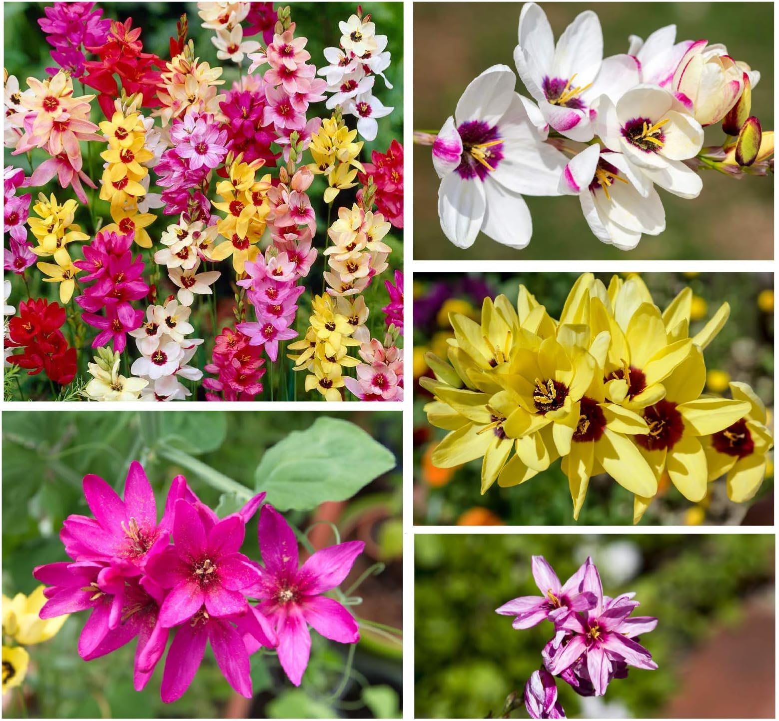 Pack x10 Babiana Stricta Mixed (Baboon Flower) Summer Bulbs : Amazon.co ...
