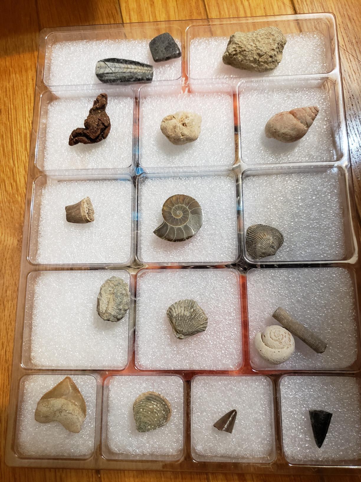 Amazon.com: Discover with Dr. Cool Ultimate Fossil Science Kit : Toys ...