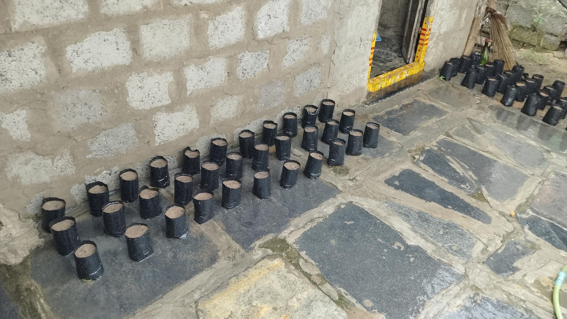 Earth Hopper 40 Variety Mix Color Rose Seeds - Pack Of 60 Seeds ...