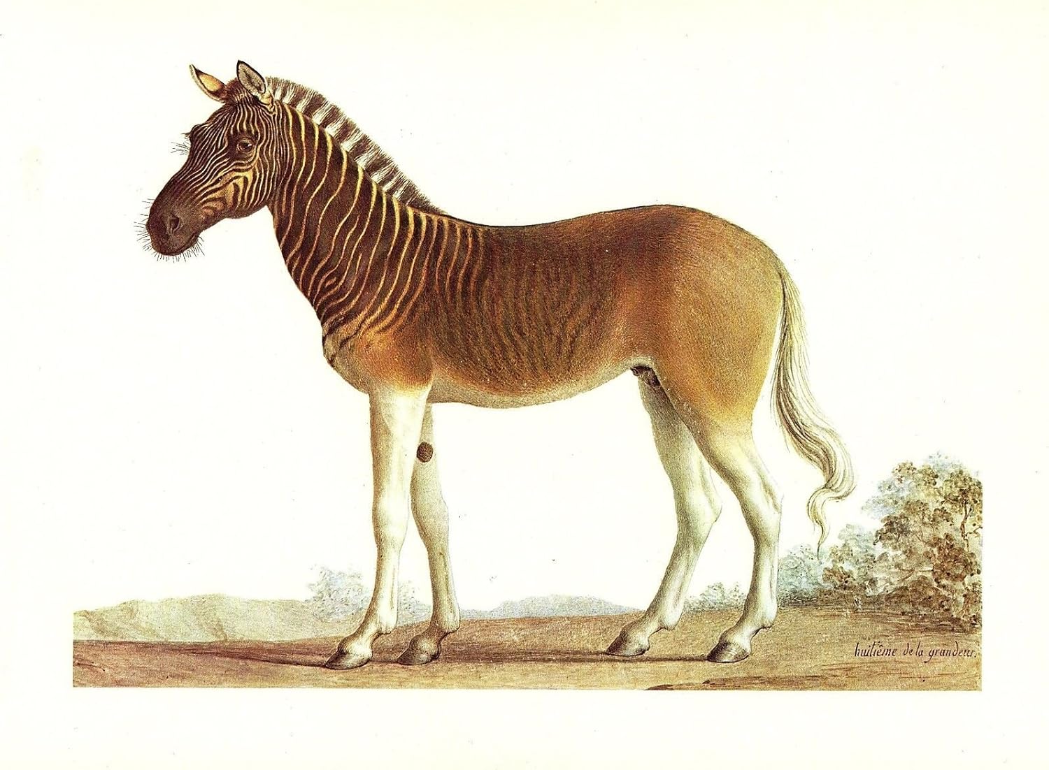 Amazon.com: 1977 VINTAGE LAROUSSE "QUAGGA ZEBRA" GORGEOUS COLOR Art ...