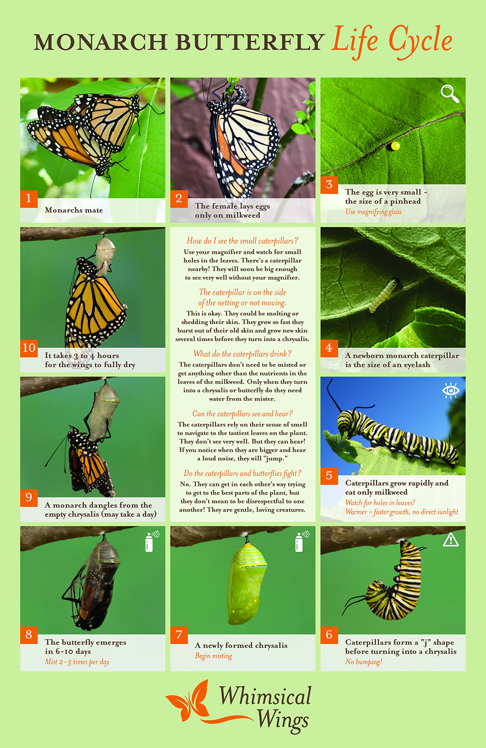 Monarch Butterfly Life Cycle Timeline Free Printable: Life Cycle Of A