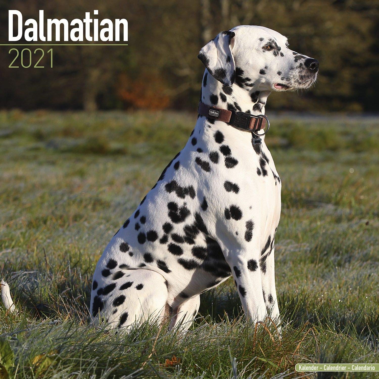 Dalmatian Calendar - Dog Breed Calendars - 2020 - 2021 wall calendars ...