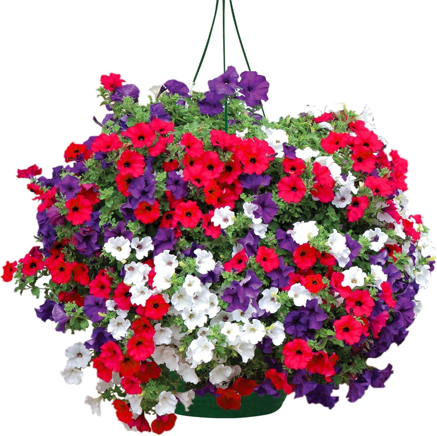 Amazon.com : KIRA SEEDS - Seeds Petunia Unicum Rainbow Mix - Annual ...