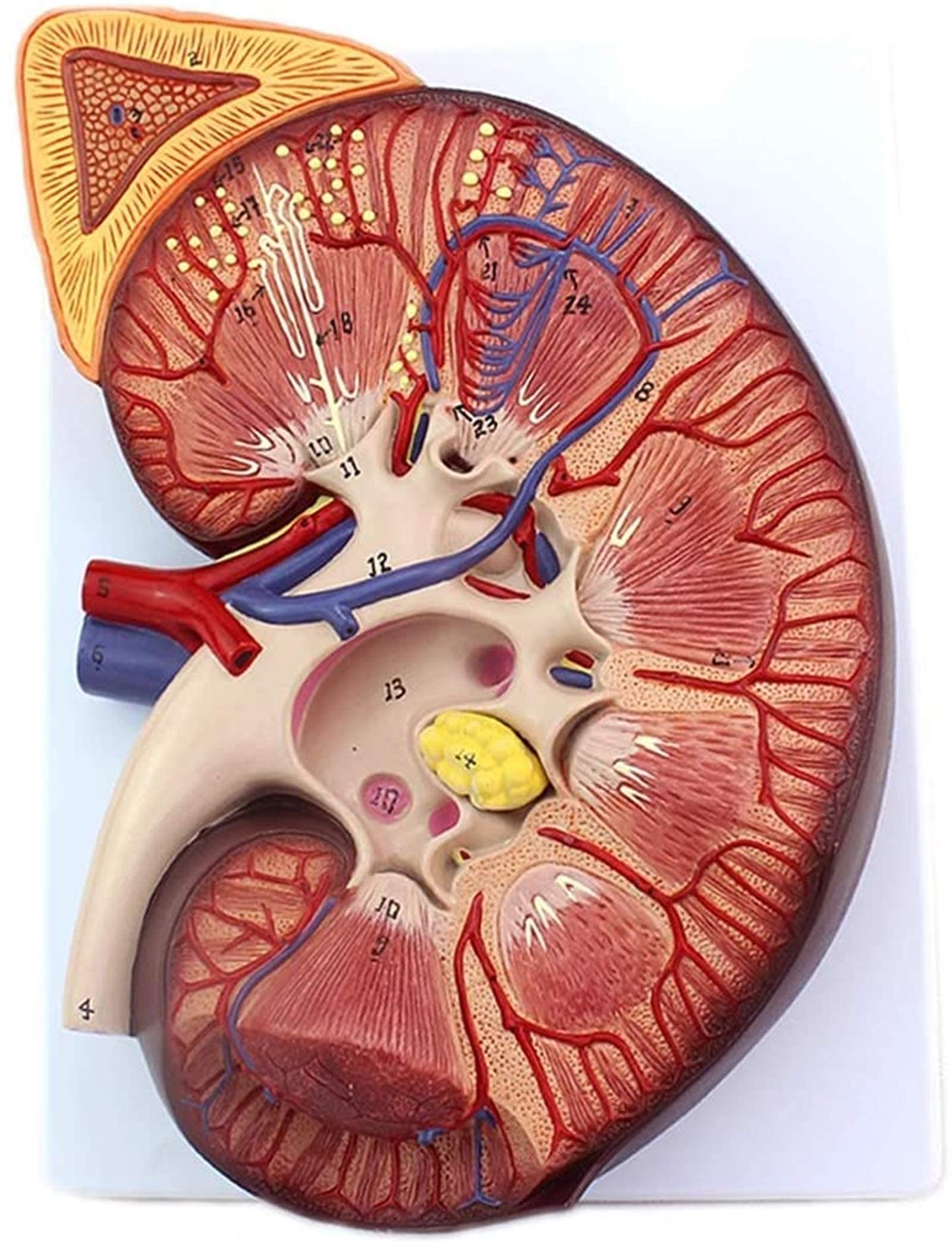 Kidney Anatomy Model Kidney Structure | Biology For Majors II