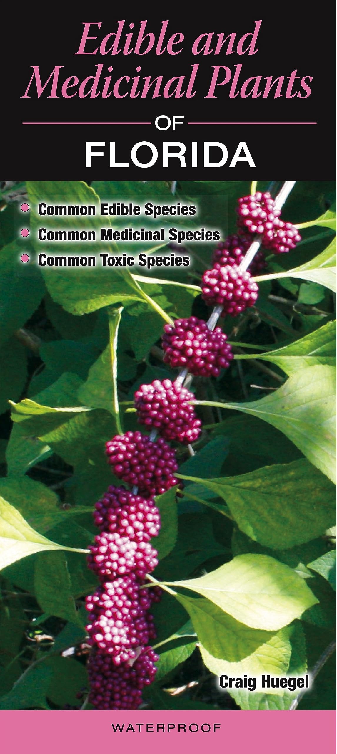 Edible and Medicinal Plants of Florida: Craig Huegel: 9781954018280 ...