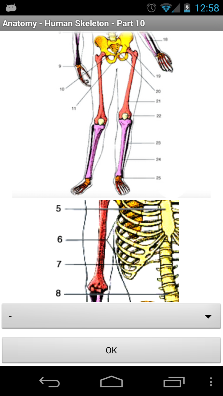 Anatomy - Human Skeleton - Part 10 - App on Amazon Appstore