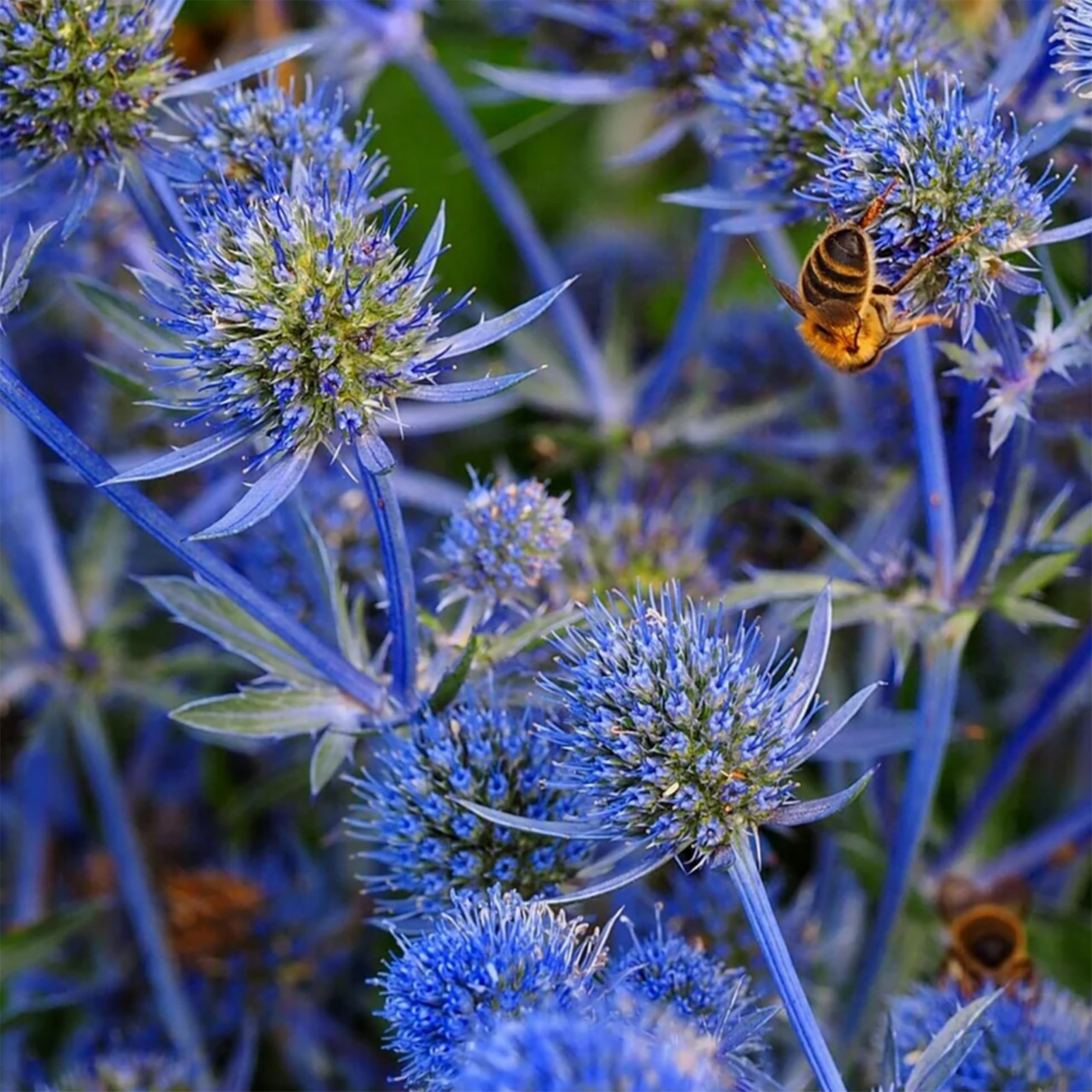 Amazon.com : KVITER 50 Blue Star Sea Holly Seeds (Eryngium Planum ...