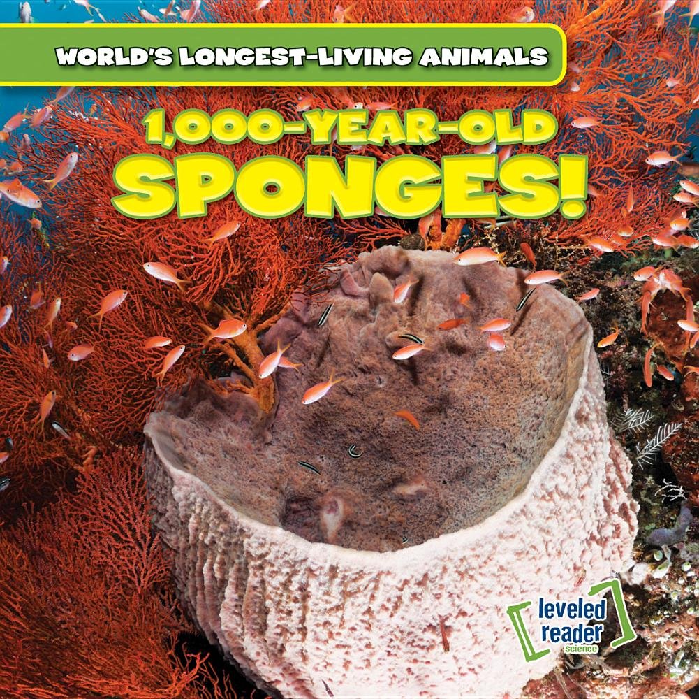 1,000-Year-Old Sponges! : Buy Online at Best Price in KSA - Souq is now ...