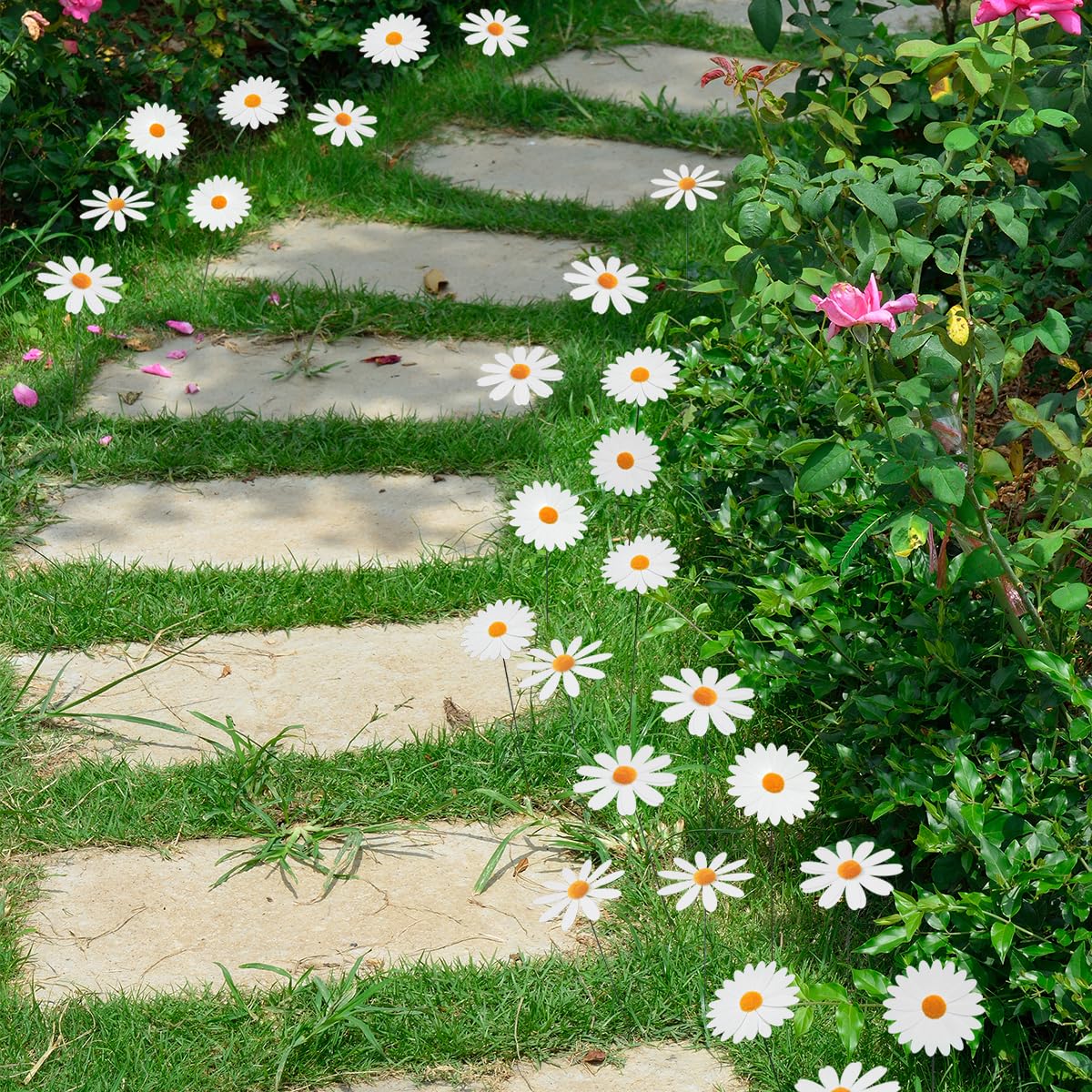 Daisy Flower Garden Shasta Daisy Blooming This So Beautifully This