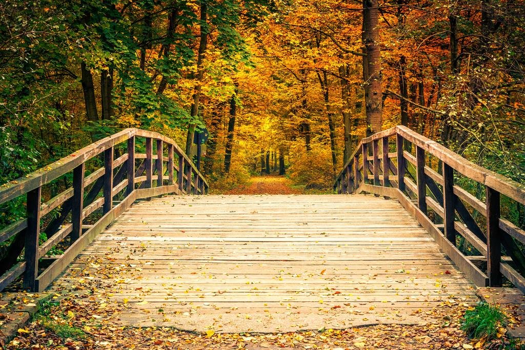 Bridge To Autumn Trees Autumn Bridge – Masterpiece By Numbers