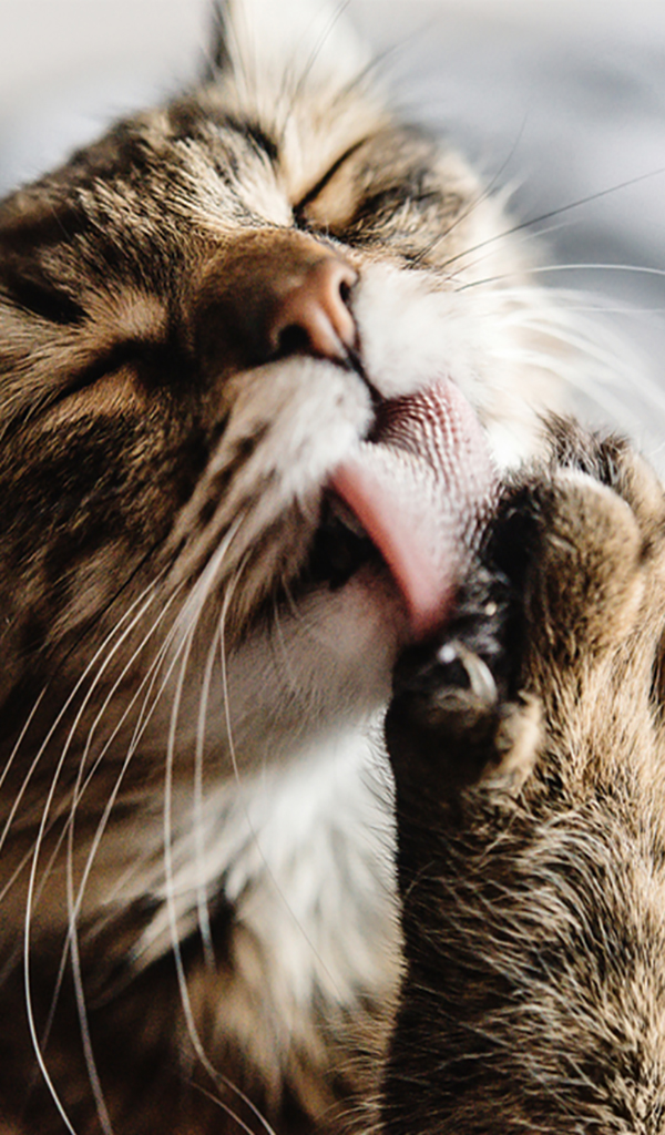 Cute Cat Wallpaper & Cute Wallpaper - Aplicativo na Amazon Appstore