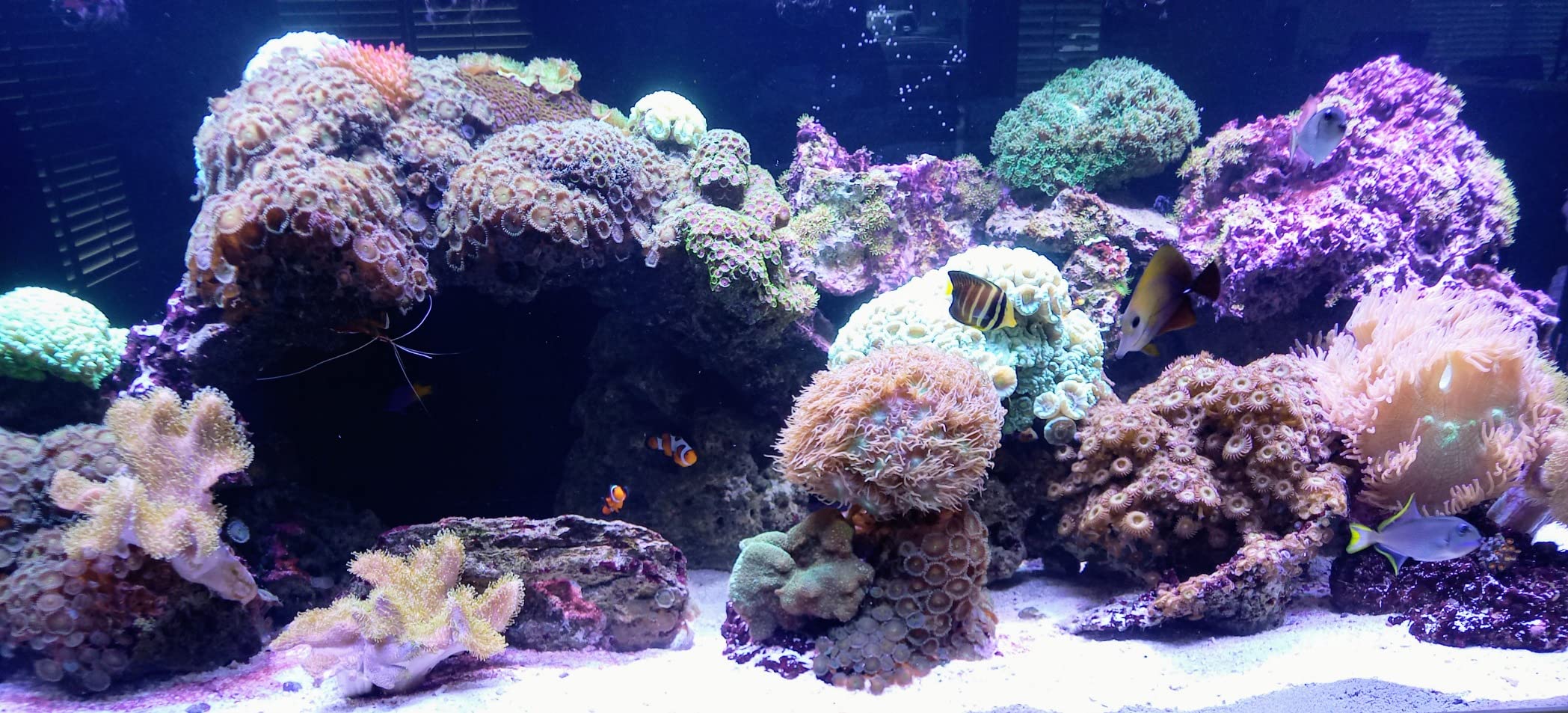 Amazon.com : Ruby Reef Kick-Ich Pro 8oz (1 Liter) : Pet Supplies