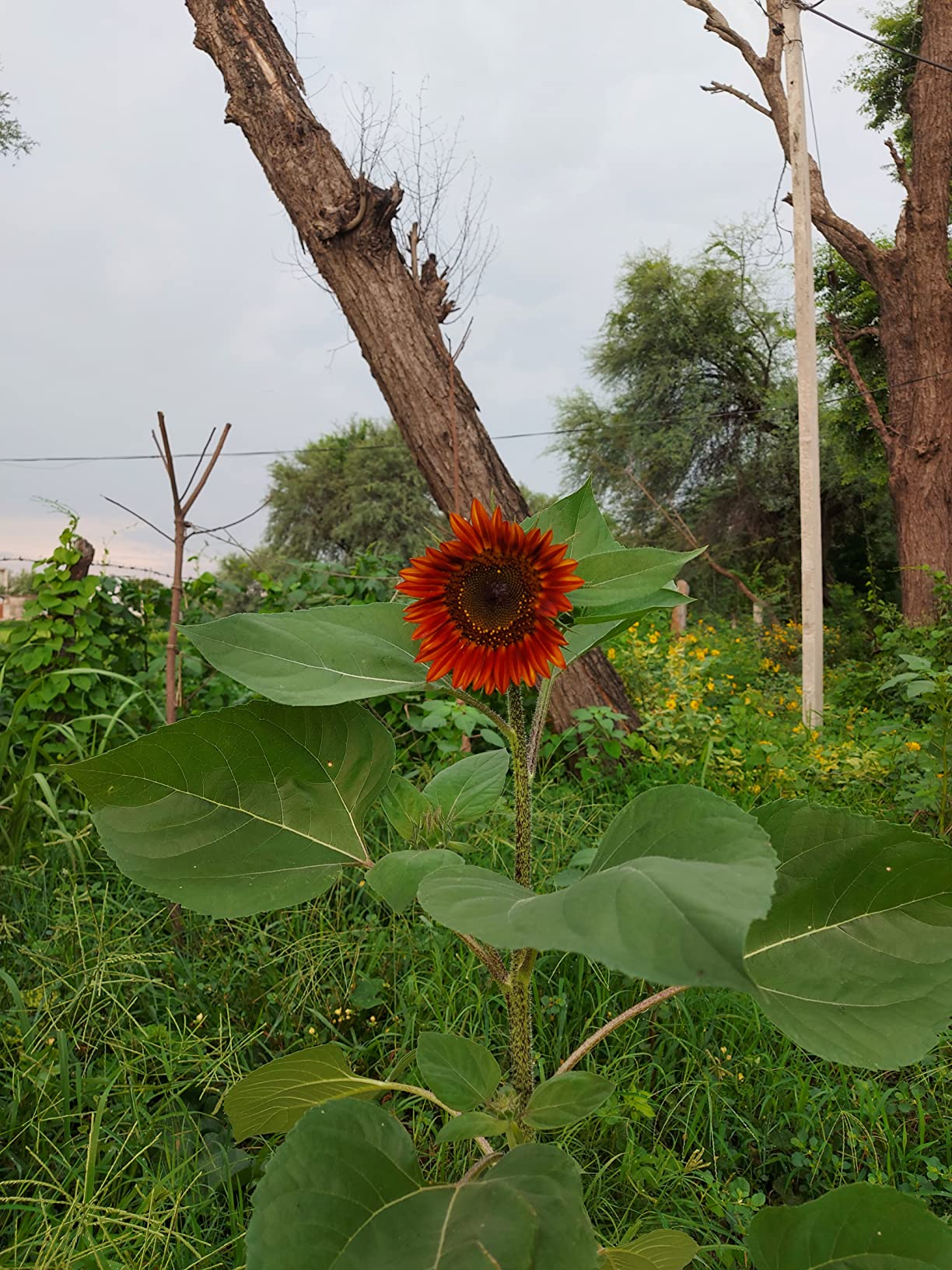 Sunflower Earthwalker Flower Seeds Kitchen Garden Packet : Amazon.in ...