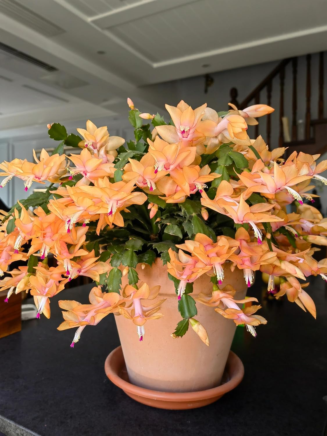 Amazon.com : LanQx Christmas Cactus (Zygocactus)-Indoor Potted Plants ...