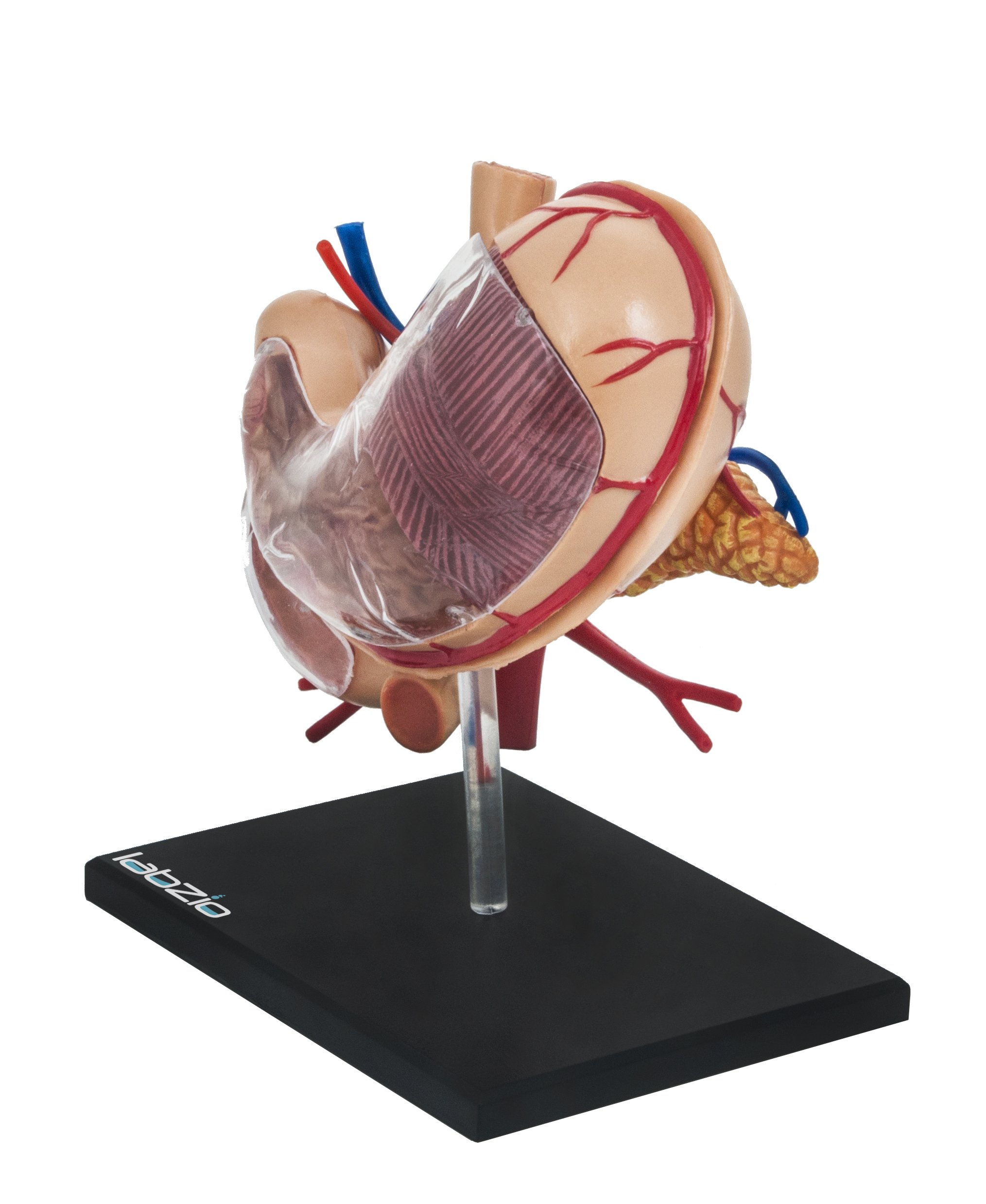 Buy LABZIO EISCO Deluxe 4D Human Stomach Medical Anatomical Model with ...