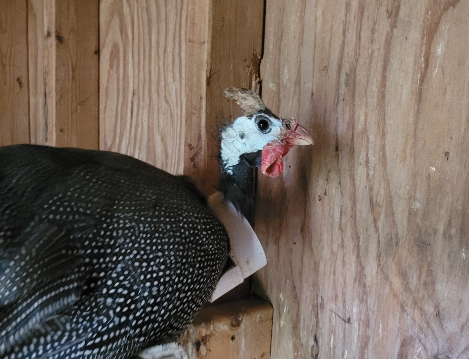 $9/mo - Finance RentACoop Metal 25lb Center Feeder - Includes Lid ...