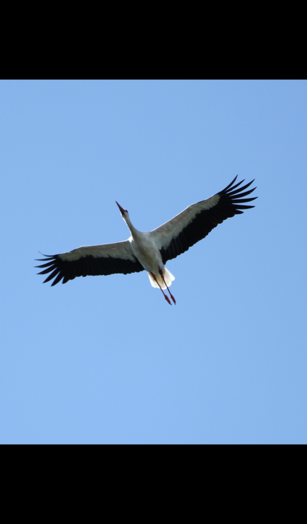 stork Wallpaper -- HD Wallpapers of storks! - App on Amazon Appstore