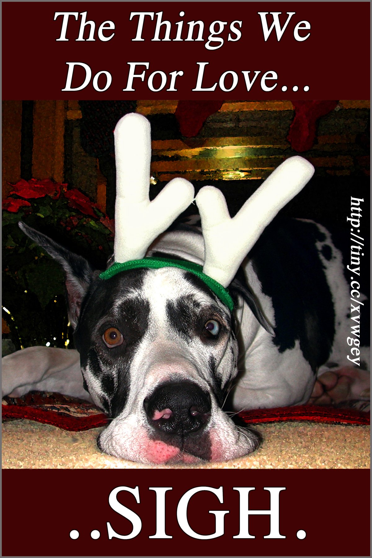 Funny Great Dane Memes Why You Should Think Twice About Great Danes