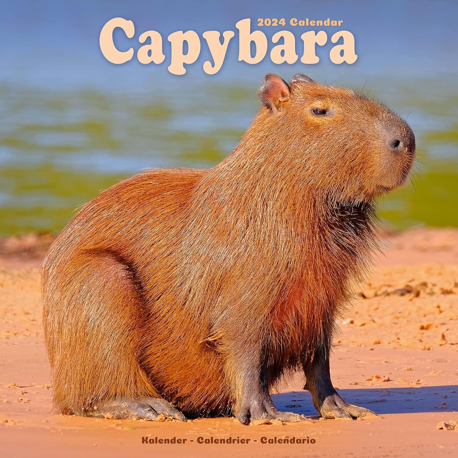 Capybara Calendar 2024 with Organisational Sticker : Amazon.co.uk ...