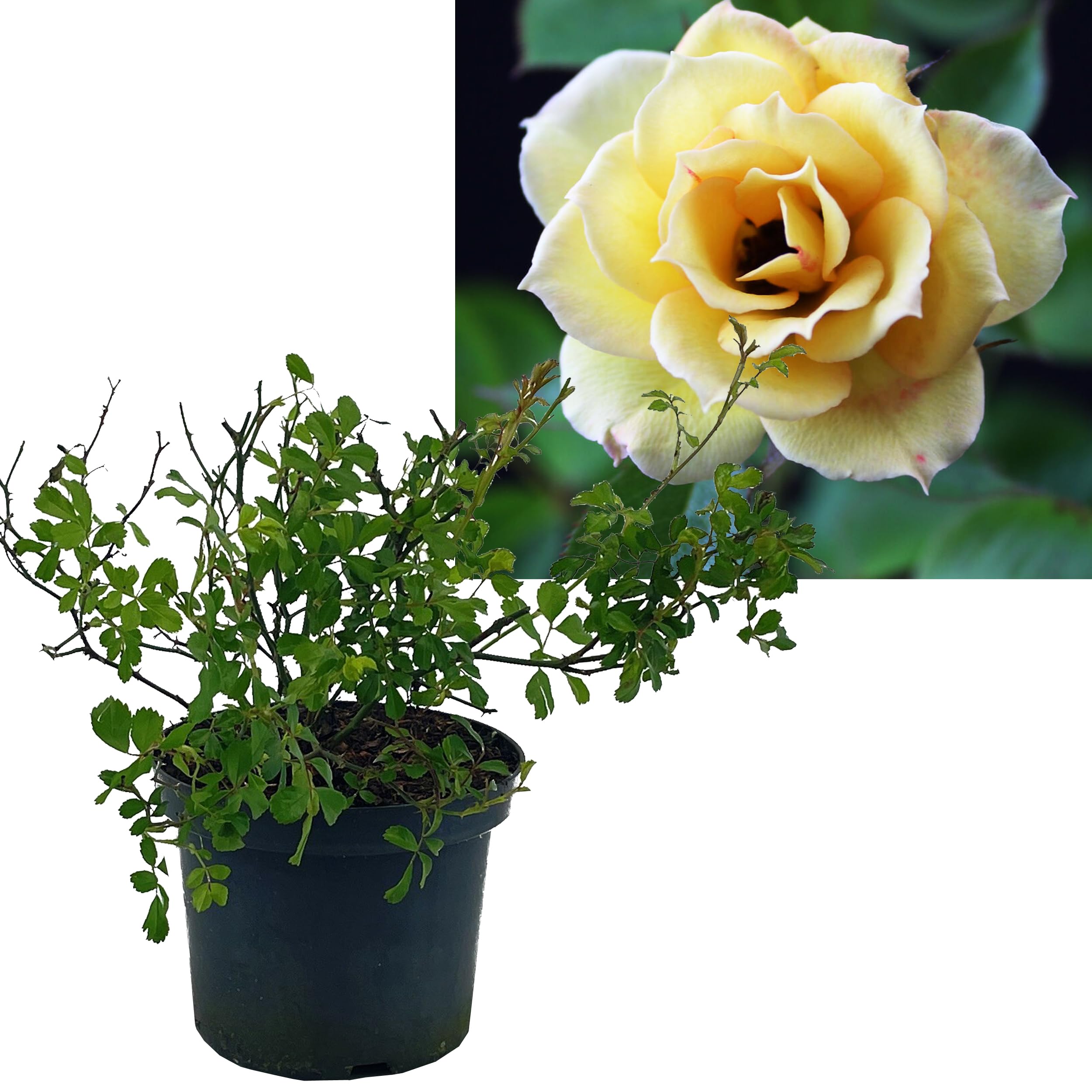 Yellow Ground Cover Roses