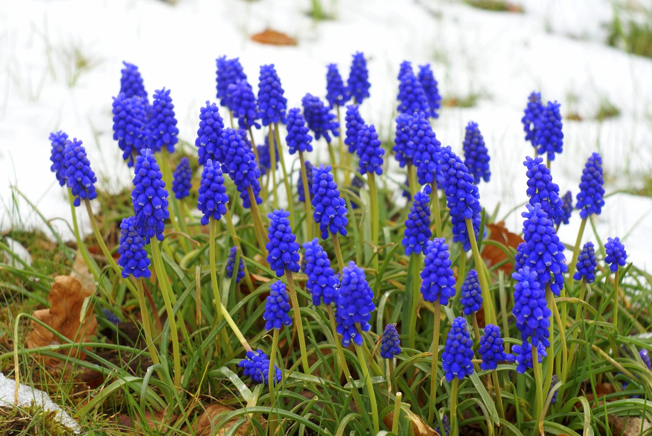 Amazon.com : Blue Grape Hyacinth Muscari Bulbs for Planting - Easy to ...
