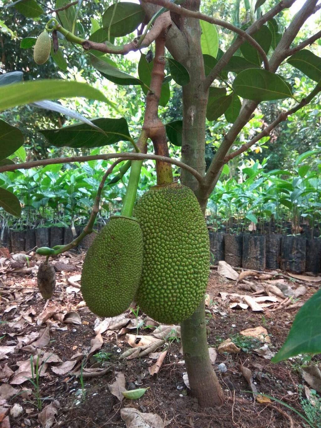 Buy OhhSome Vietnam Super Early Jackfruit Plant Super Dwarf" Vietnam ...