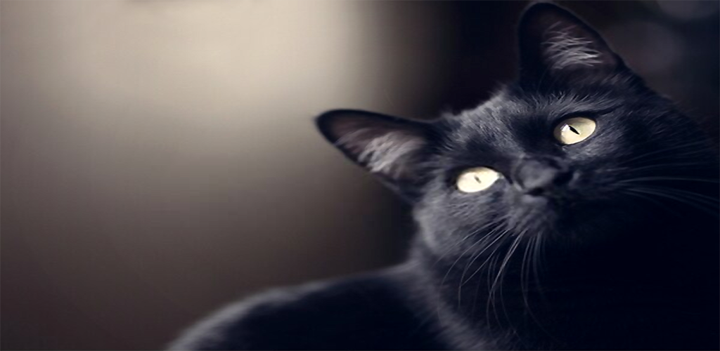 Scary Cat Fake Call Prank and Texting ( Funny Fake Black Cat Joke For ...