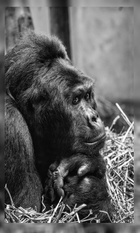 4K Gorilla Wallpapers - Application sur Amazon Appstore