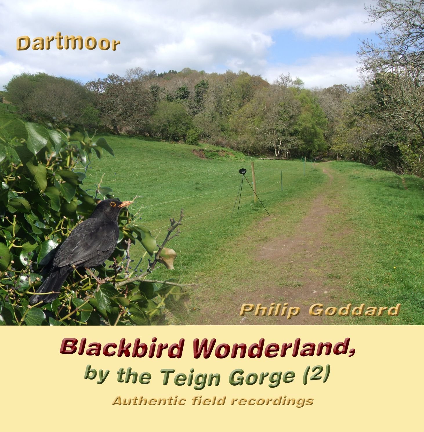 Philip Goddard - Blackbird Wonderland, by the Teign Gorge (2) - Amazon ...