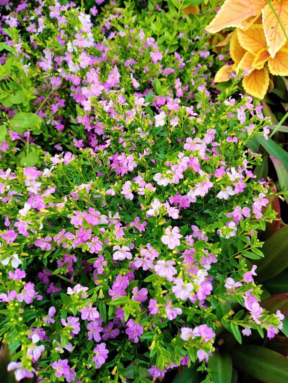 Amazon.com : Mexican Heather Cuphea Starter Plant, Purple Flowering 8 ...