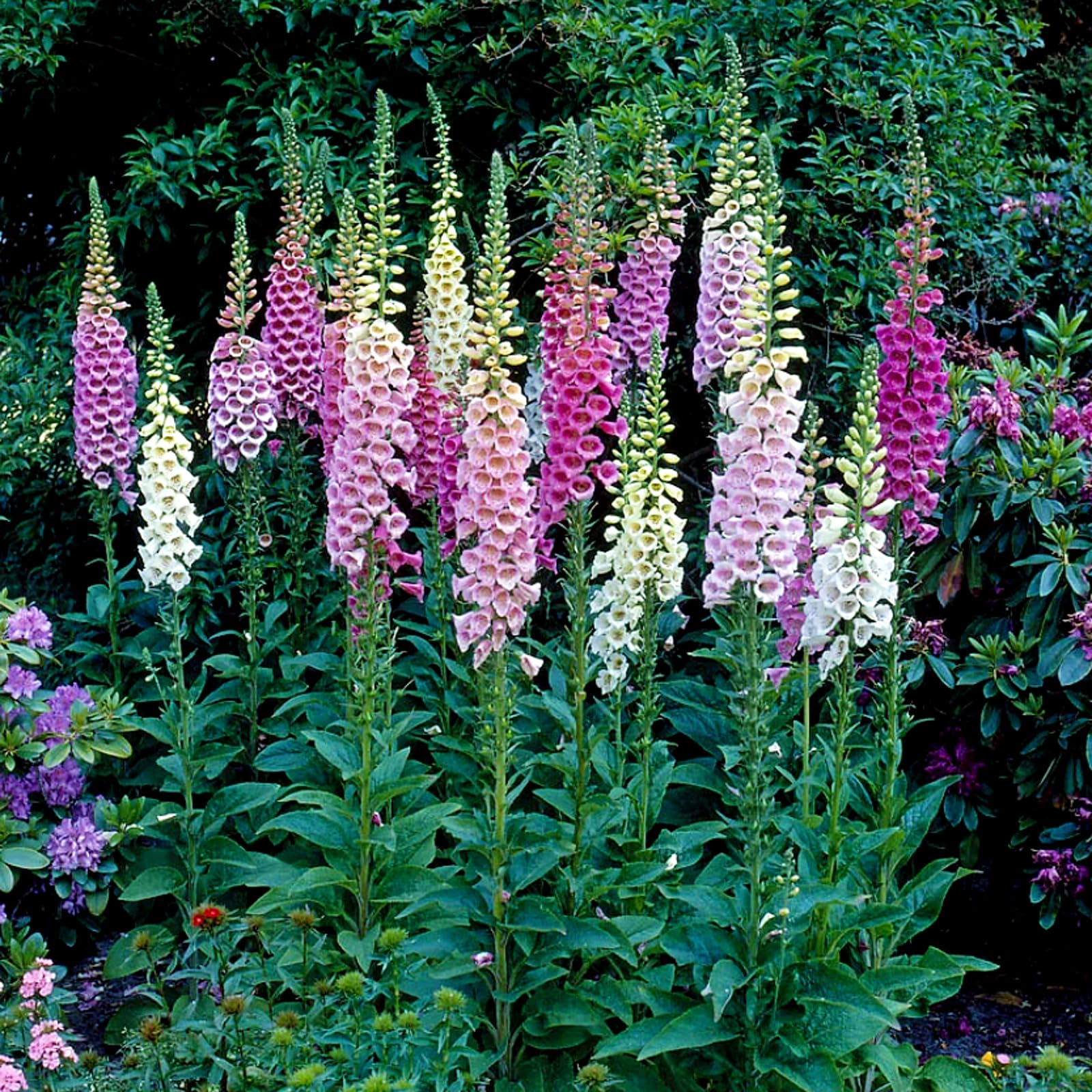 Carbeth Plants - Foxglove Digitalis Foxy Group - Flowering Perennial in ...