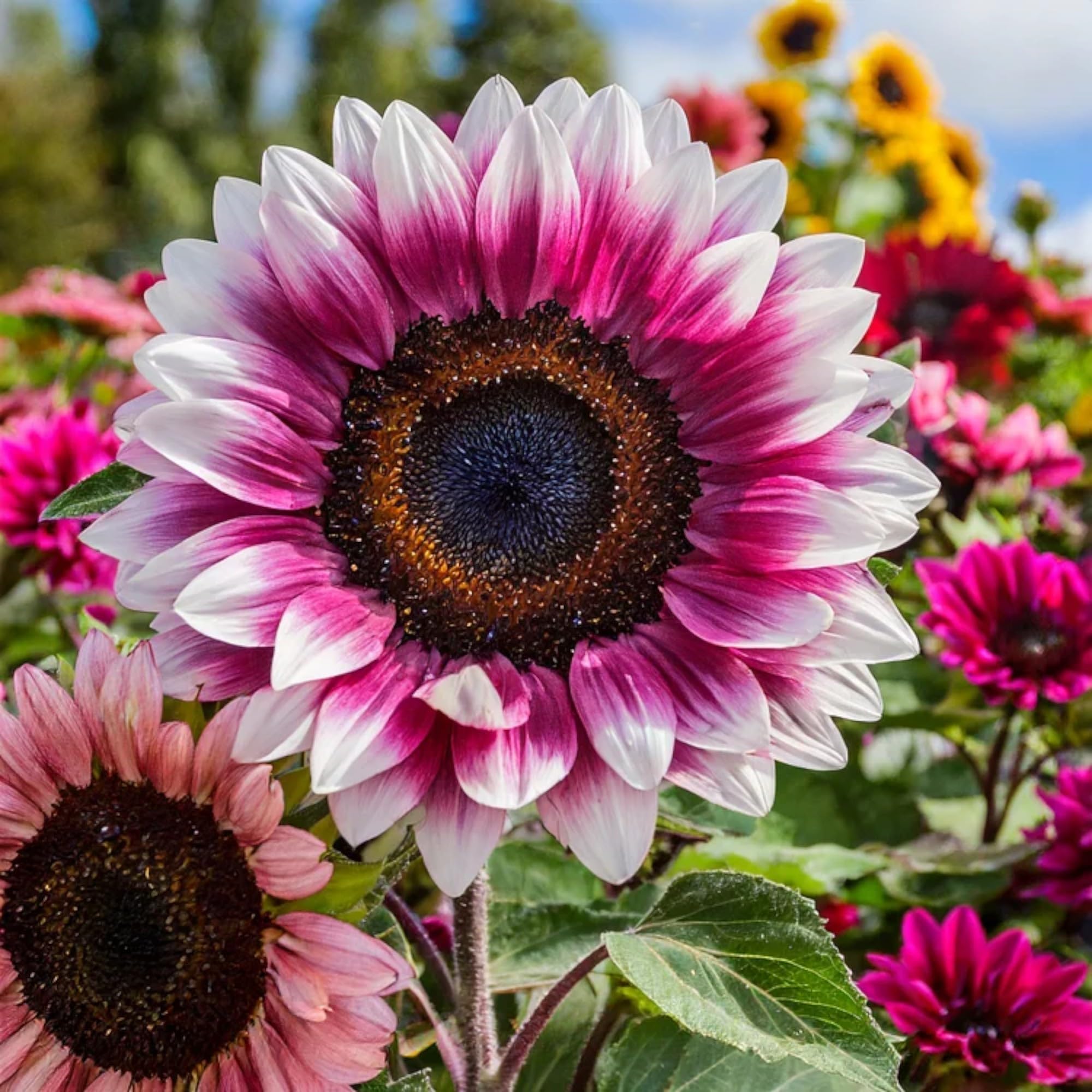 Amazon.com : Generic 50pcs Rare Strawberry Pink Sunflower Seeds - Non ...